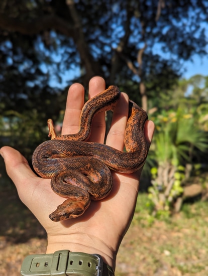 Male Hypo Leopard 66% HET Costa Rican Albino POS Super Hypo Boa ...