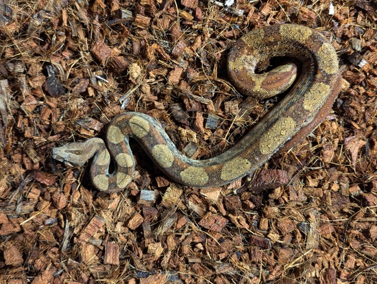 Male Hypo 100% Het Leopard 66% Het Costa Rican T Positive Albino Boa ...