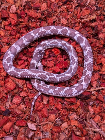 Male Lavender King Snake California Kingsnake by Prehistoric Preserve