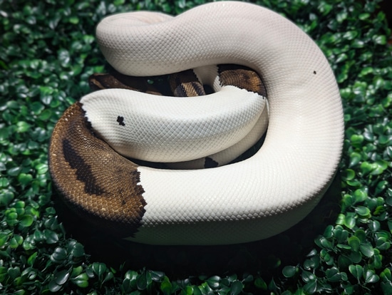 Adult Male Pied (High White) Ball Python by Prehistoric Preserve