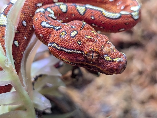 Baby Red Phase Biak Green Tree Python by Prehistoric Preserve