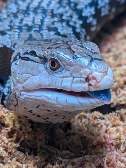 Adult Axanthic Halmahera Blue Tongue Skink Halmahera Blue-Tongued Skink ...