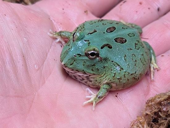 Baby Matcha Pac- Man Frog Pacman Frog by Prehistoric Preserve