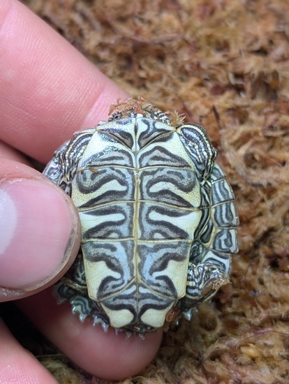 Baby Mississippi Map Turtles Slider Turtle by Prehistoric Preserve