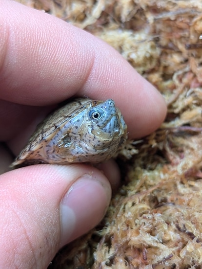 Baby Razorback Musk Turtle Mud & Musk Turtles by Prehistoric Preserve