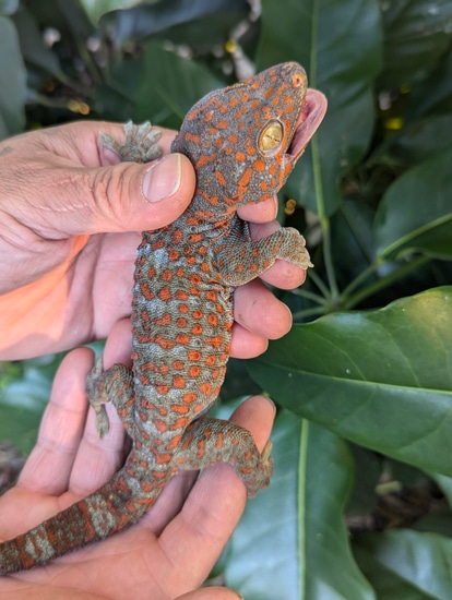 Adult Male Giant Tokay Gecko by Prehistoric Preserve