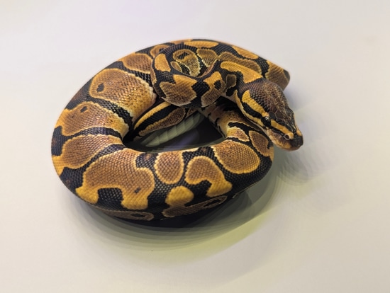 Male Normal 100% Het Sunset Ball Python by Prehistoric Preserve