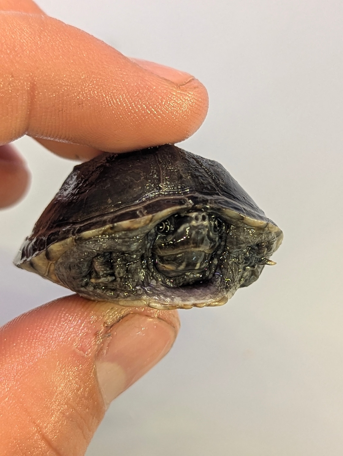 Juvenile Common Musk Turtle
