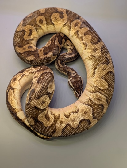 Adult Male Black Pastel Pastel Enchi Yellow Belly Ball Python by ...