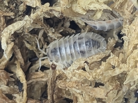 Shiro Utsuri Isopods 10ct by Prehistoric Preserve