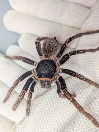 Striped Goliorth Tarantula by Prehistoric Preserve