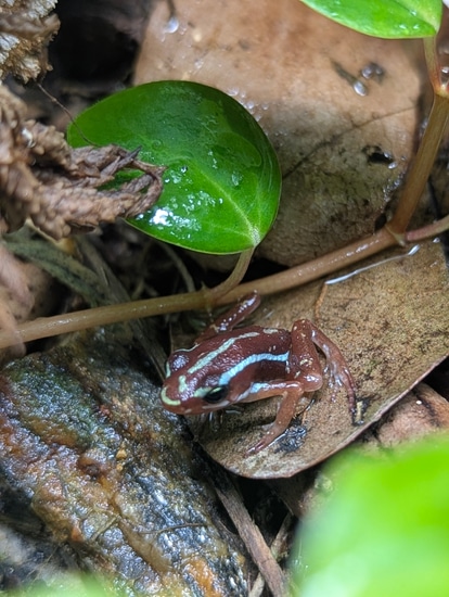 Baby Santa Isabel Dart Froglet Other Dart Frog by Prehistoric Preserve