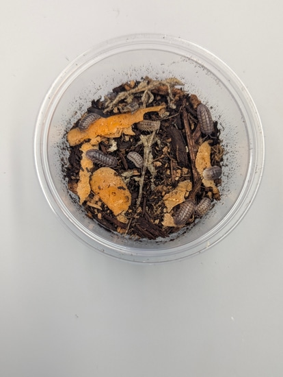 Gem Mix 10 CT Isopod by Prehistoric Preserve