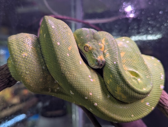 Adult Female Biak Green Tree Python by Prehistoric Preserve