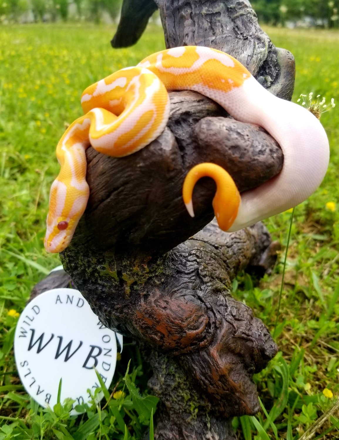 Lavender Albino Piebald Ball Python by Wildandwonderfulballs - MorphMarket