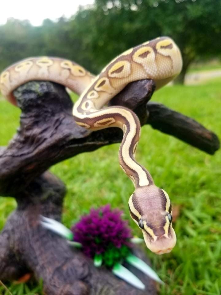 Pastel Butter Ball Python by Wildandwonderfulballs - MorphMarket