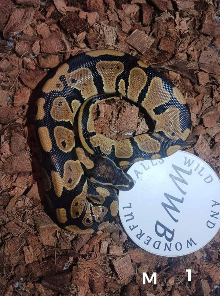 66% Het Lavender Albino 66% Het Piebald Ball Python by ...