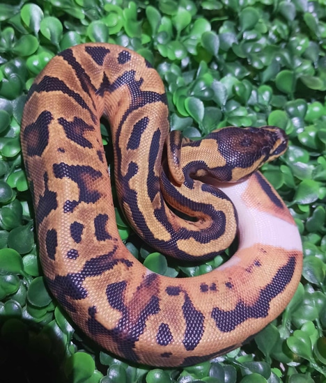 Piebald Ball Python by Wildandwonderfulballs