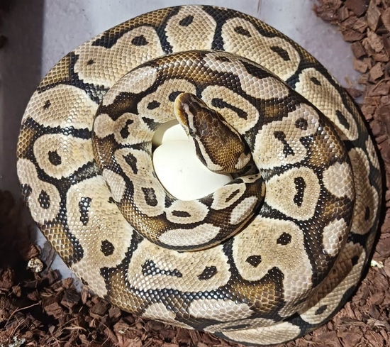 Pastel Yellow Belly Ball Python by Wildandwonderfulballs