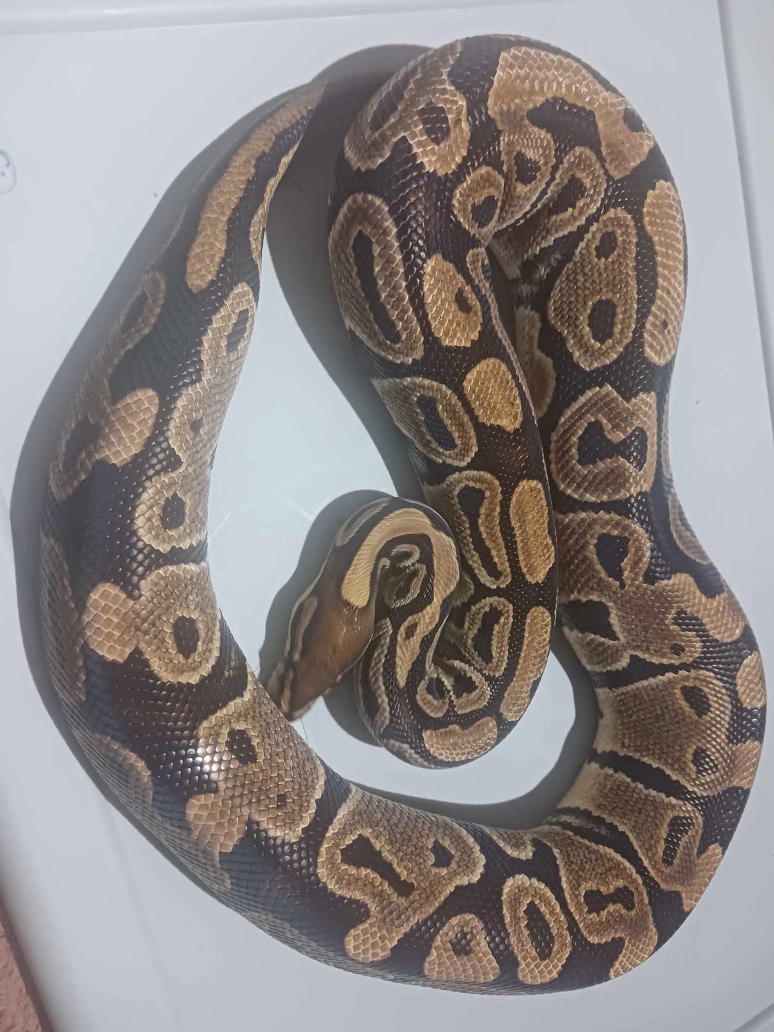 Pastel Het Clown Ball Python by Wildandwonderfulballs - MorphMarket