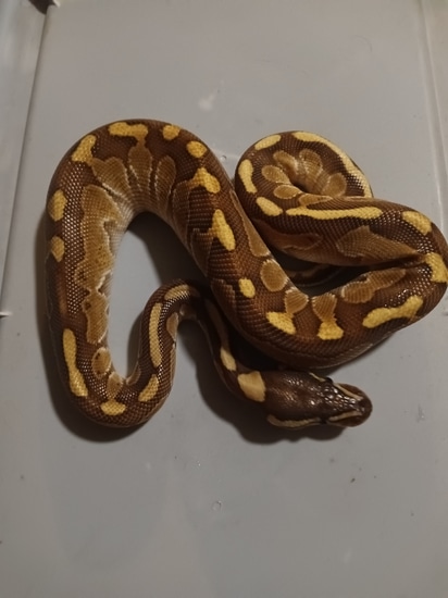 Cinnamon Lesser Enchi Pos Sable Ball Python by Wildandwonderfulballs