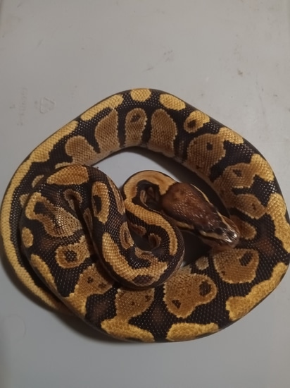 Fire Sable Ball Python by Wildandwonderfulballs