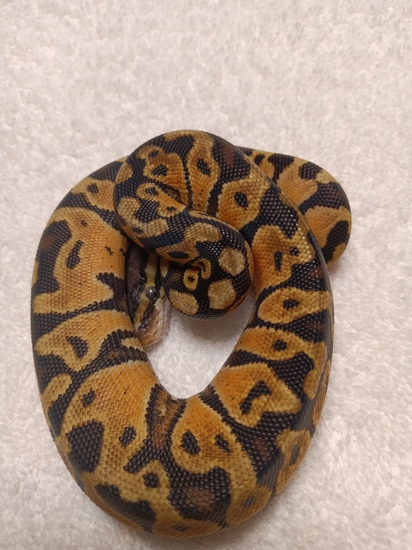 Pastel Het Clown Ball Python by Wildandwonderfulballs