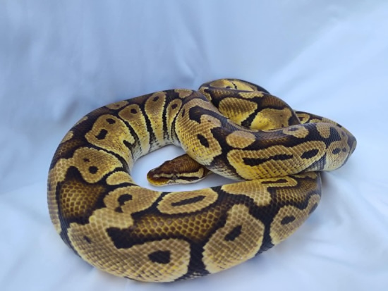 Pastel Special Proven Breeder Ball Python by Wildandwonderfulballs
