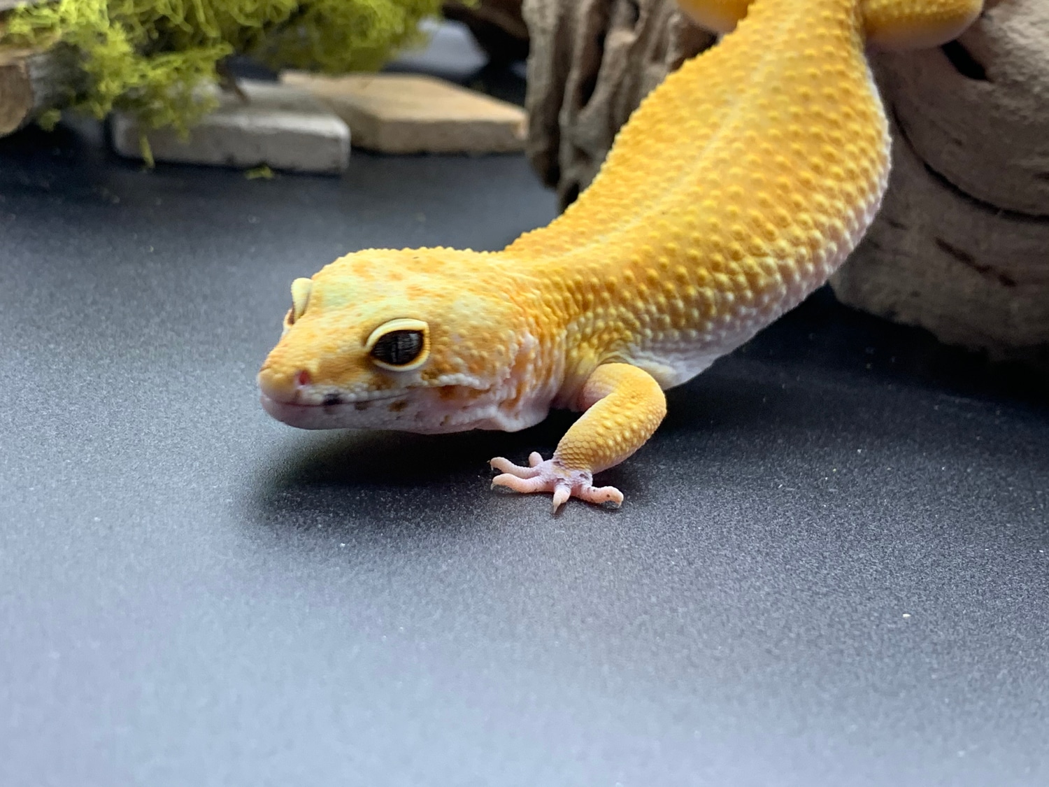 Sunglow Leopard Gecko by Wildcard Geckos - MorphMarket