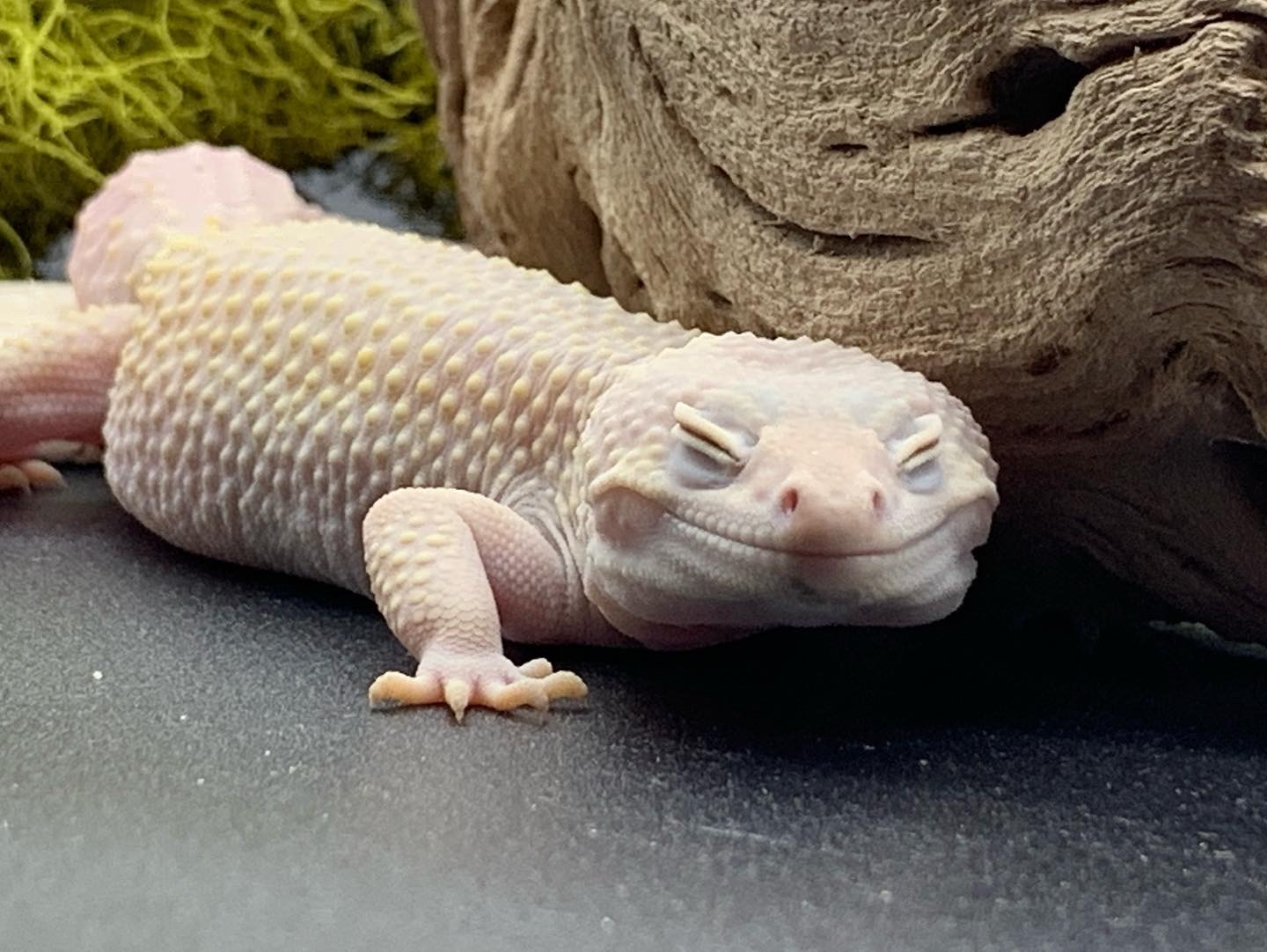 Diablo Blanco Leopard Gecko by Wildcard Geckos - MorphMarket