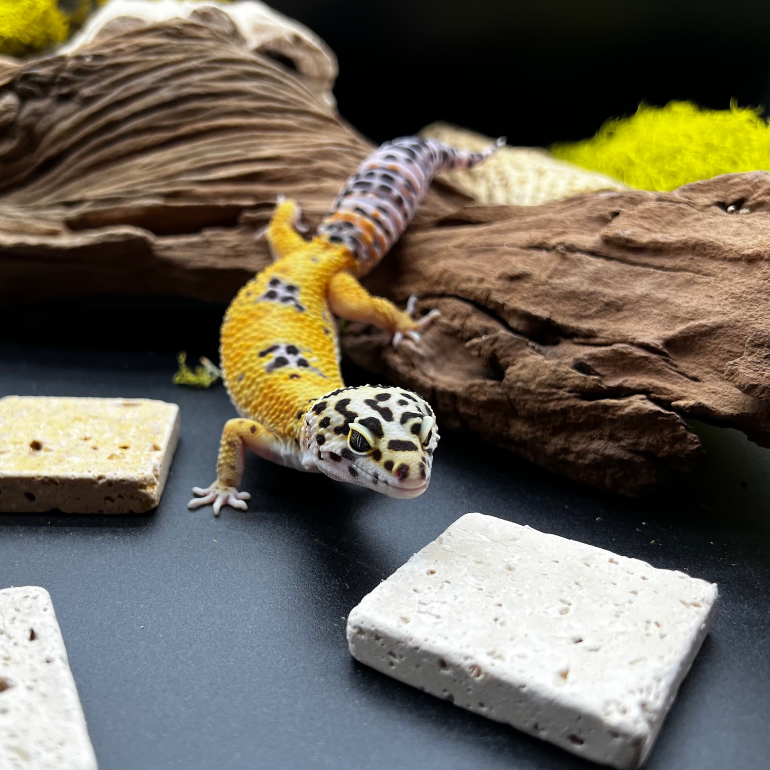 Blood Emerine Leopard Gecko by Wildcard Geckos - MorphMarket