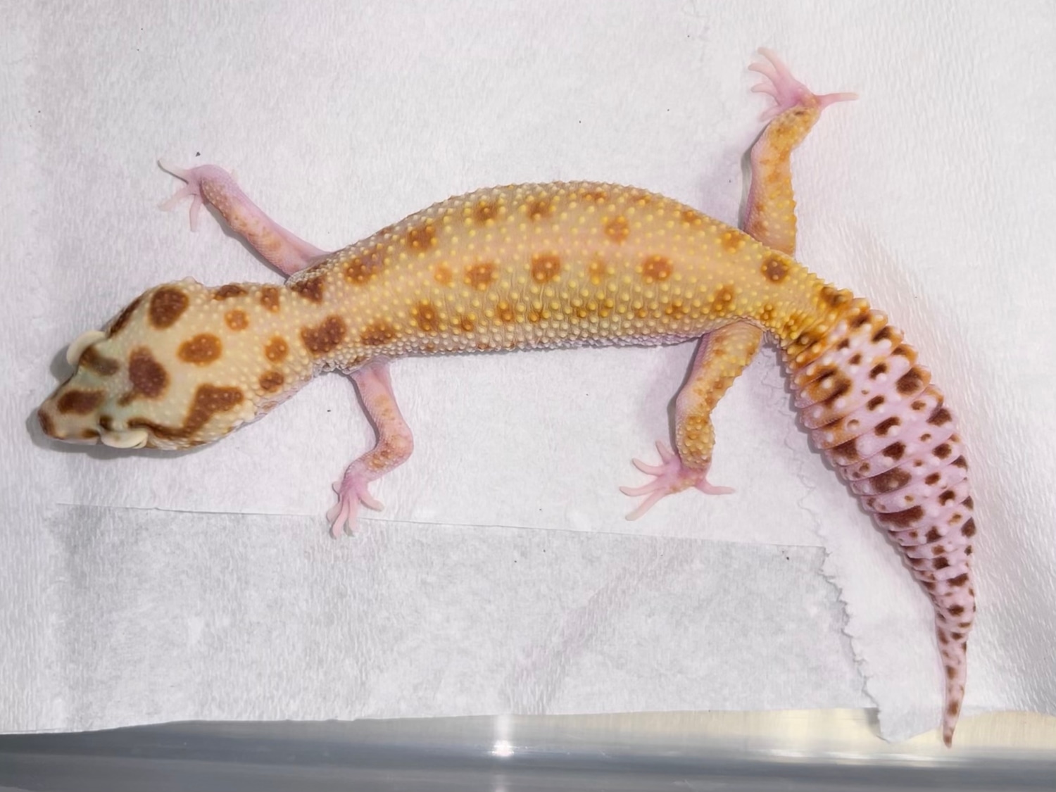 Raptor Leopard Gecko by Wildcard Geckos - MorphMarket