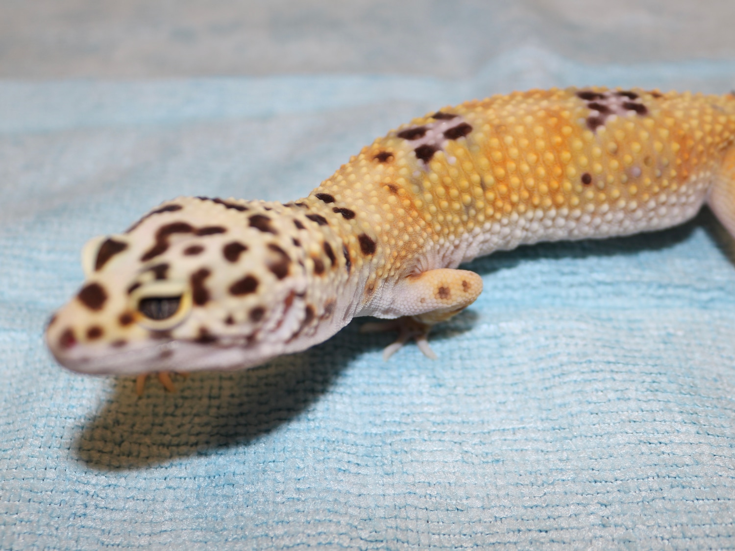 Blood Emerine $200 Shipped Leopard Gecko by Wildcard Geckos - MorphMarket