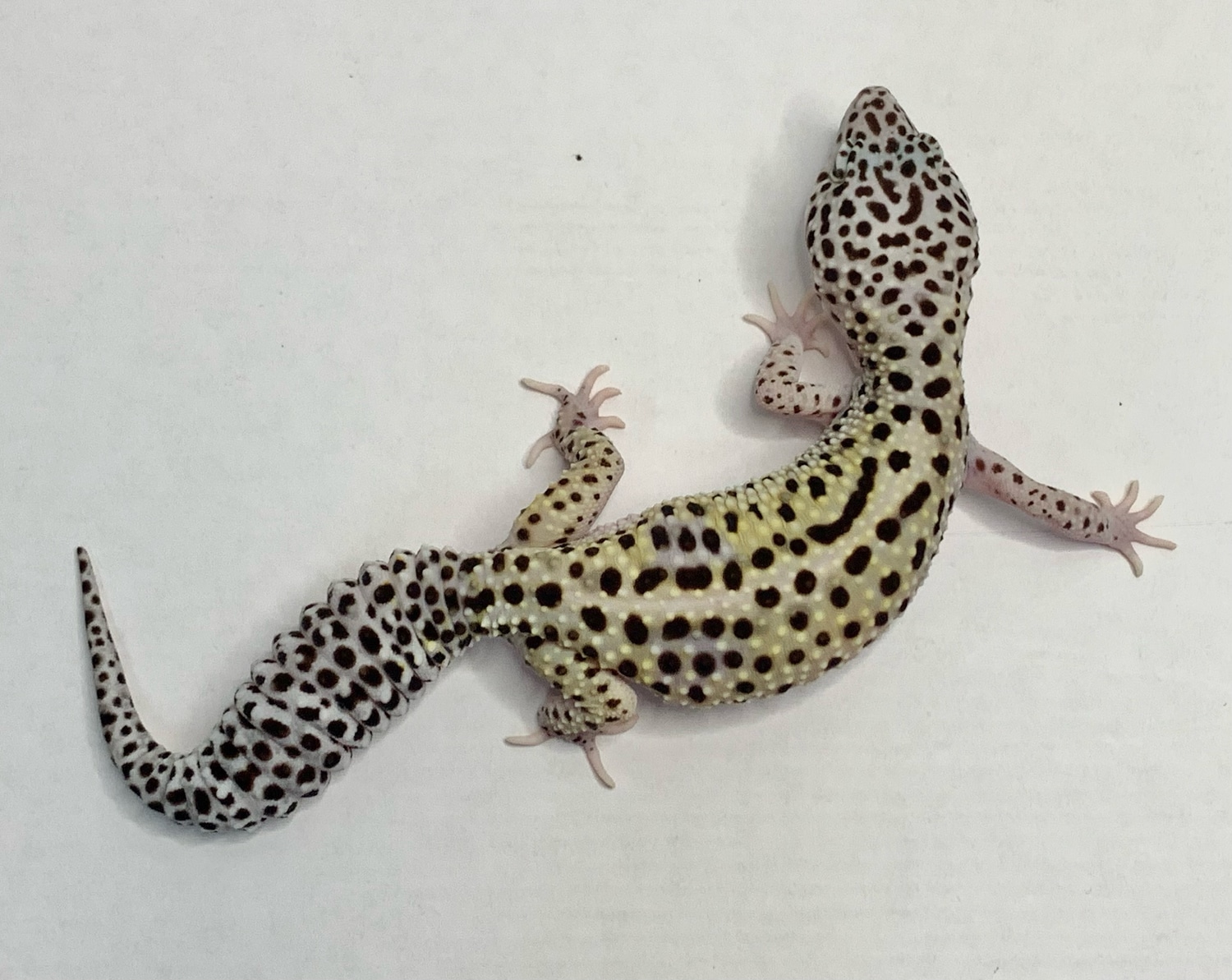 White And Yellow Snow Eclipse Leopard Gecko by Wildcard Geckos ...