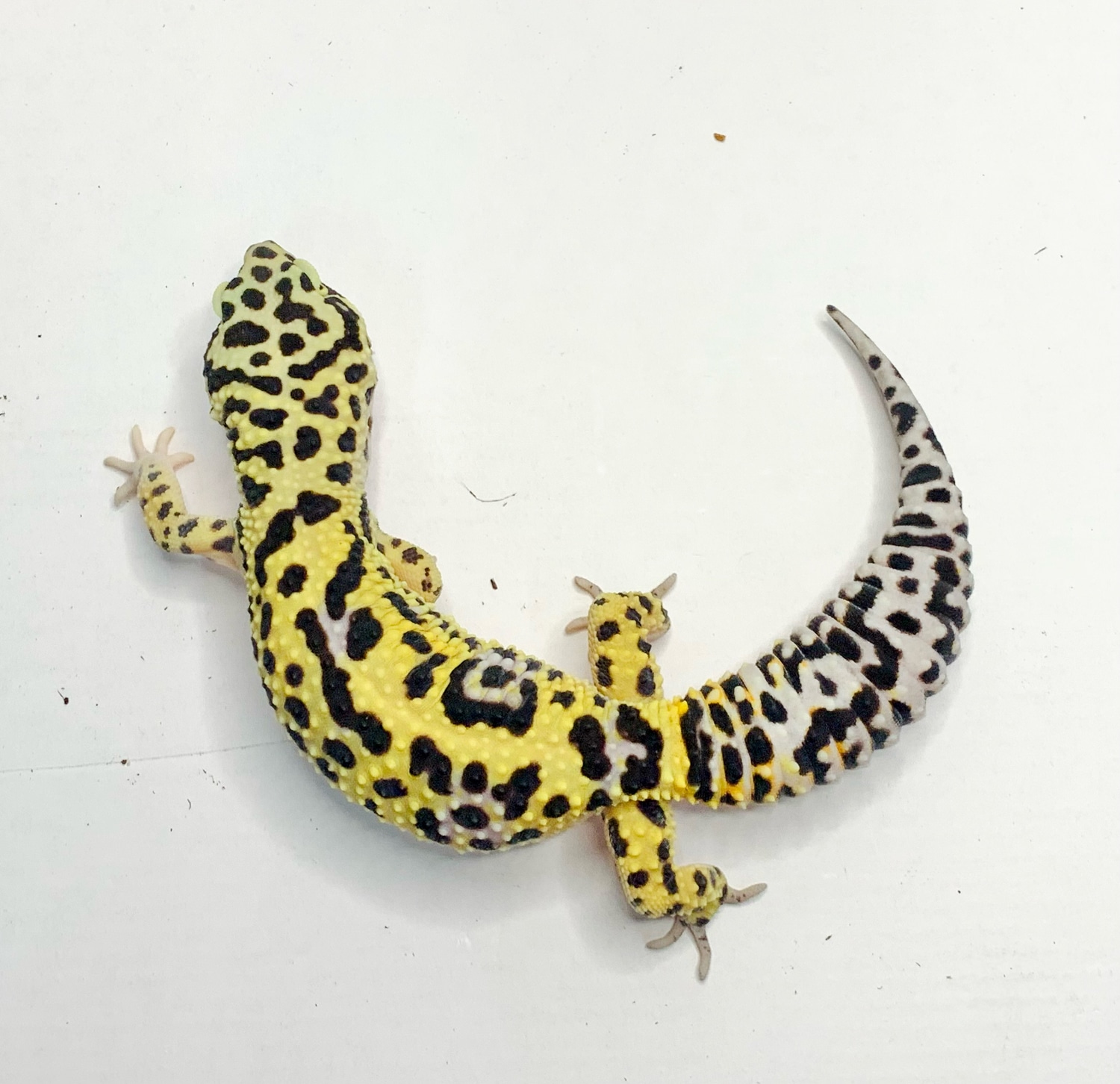 SALE: Bold Bandit Leopard Gecko by Wildcard Geckos - MorphMarket