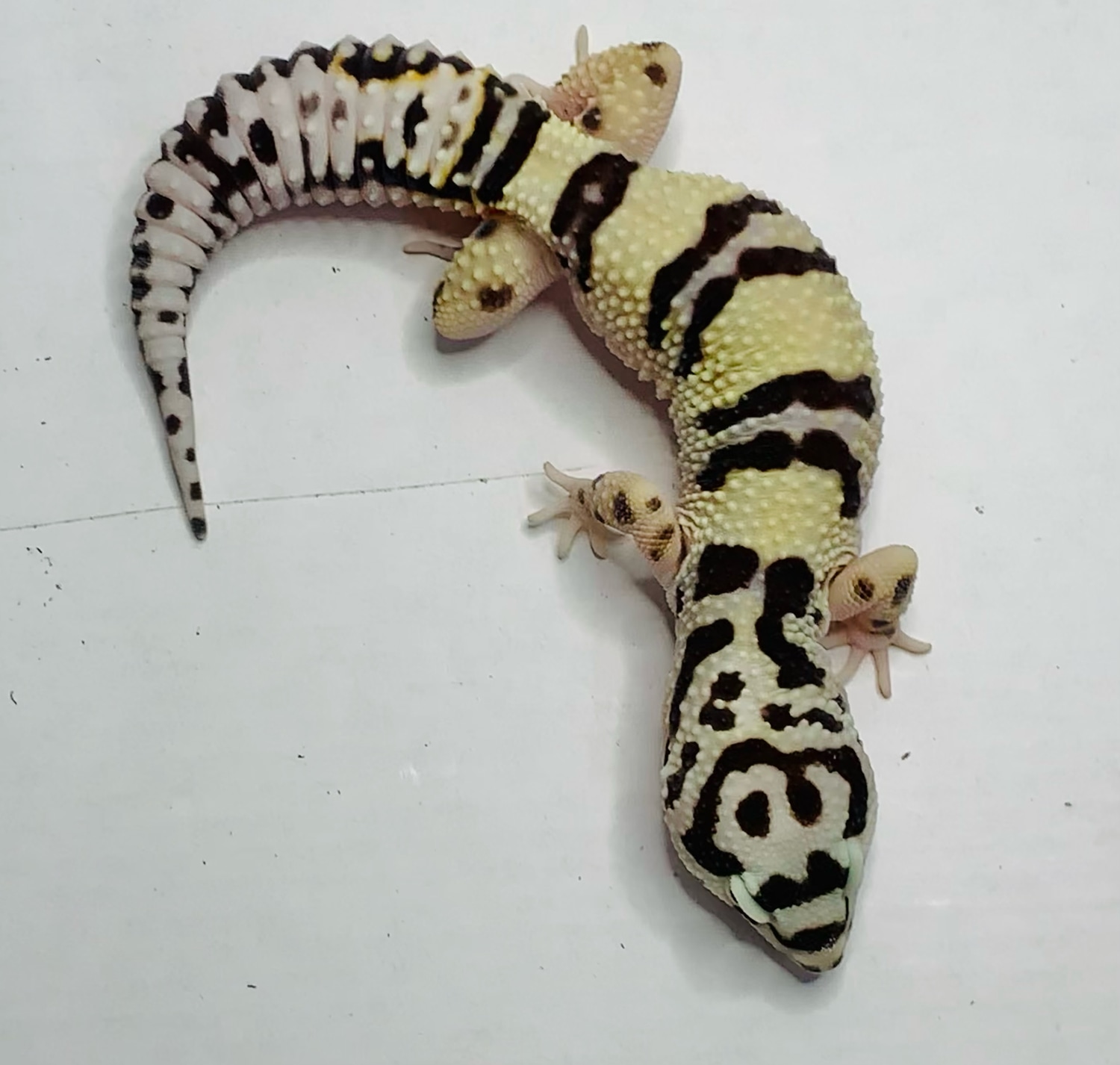 Bandit Leopard Gecko by Wildcard Geckos - MorphMarket