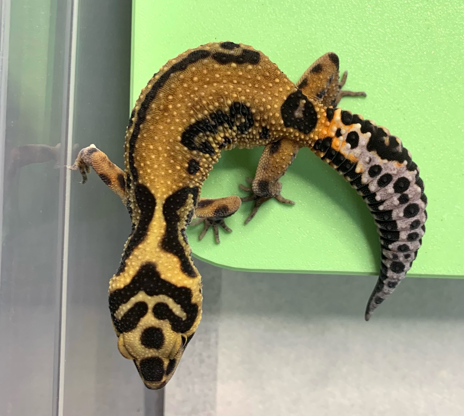 Mandarin Tangerine Zorro Bandit Leopard Gecko by Wildcard Geckos ...