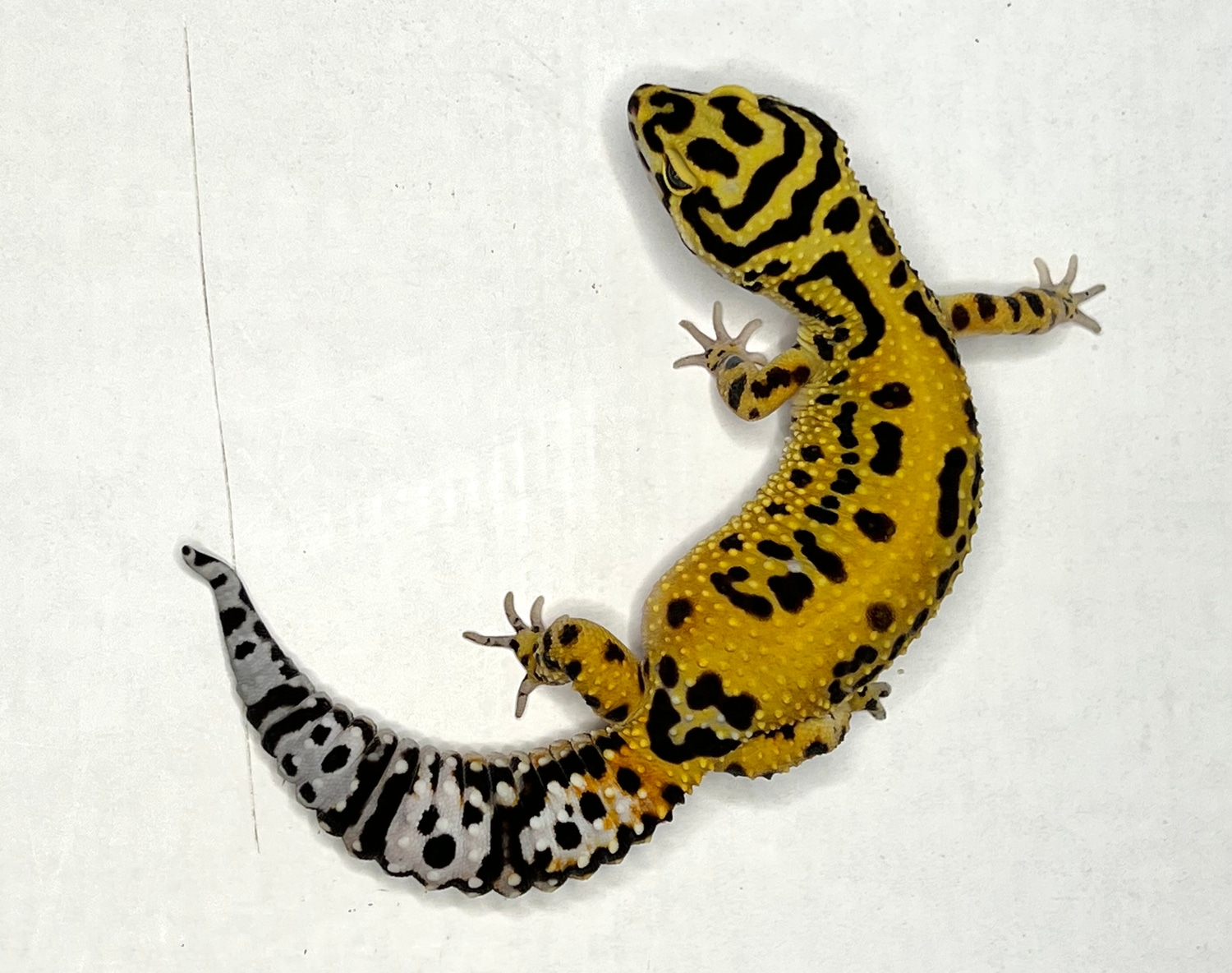 Zoro Bandit Mandarin $275 SHIPPED Leopard Gecko by Wildcard Geckos ...