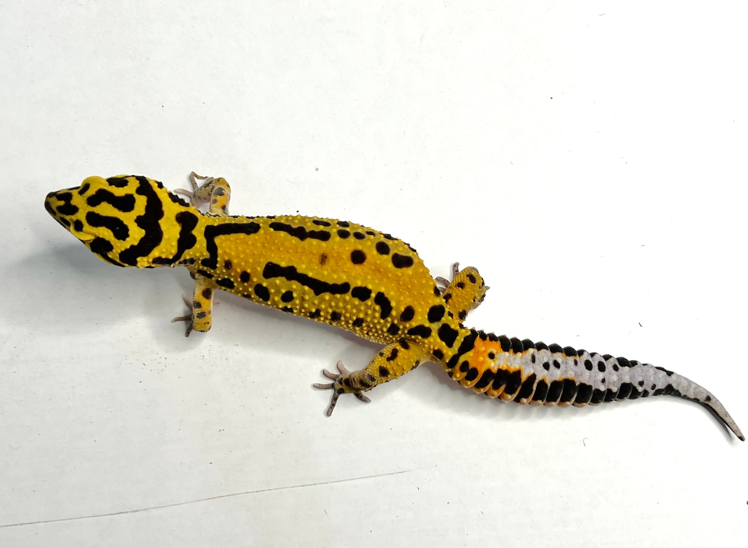 Mandarine Tangerine Zoro Bandit Leopard Gecko by Wildcard Geckos ...