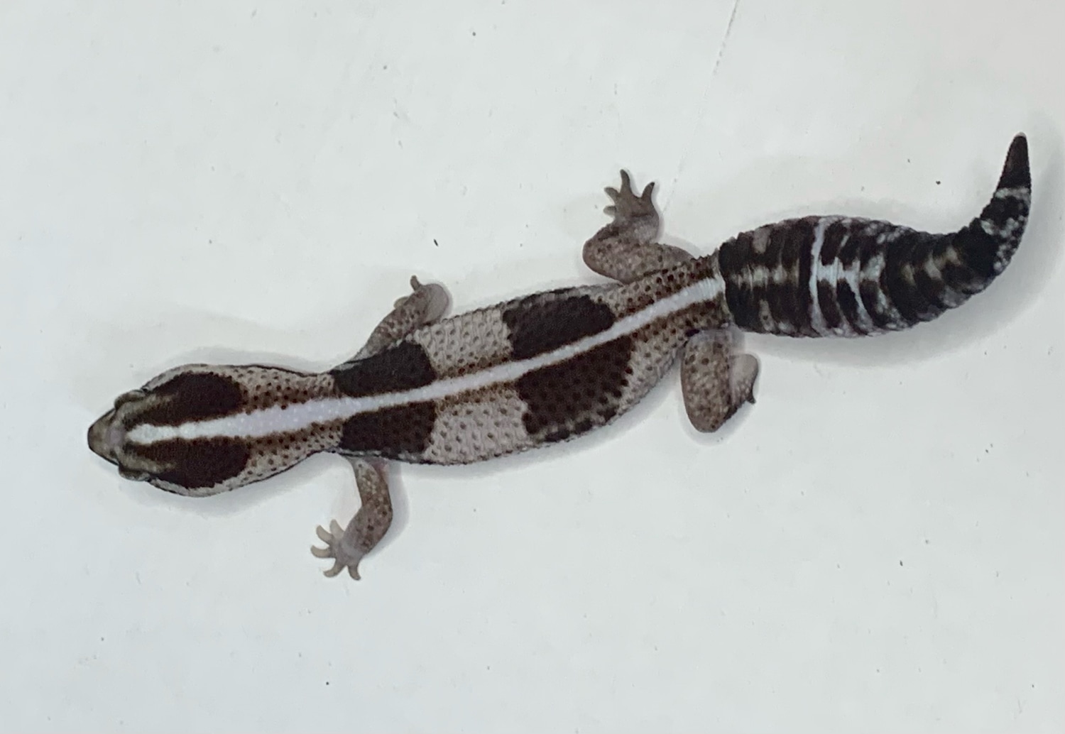 Oreo African Fat-Tailed Gecko by Wildcard Geckos - MorphMarket