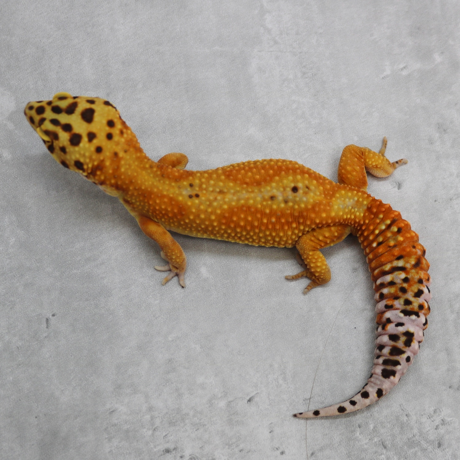 Blood Emerine Female Leopard Gecko by Wildcard Geckos - MorphMarket