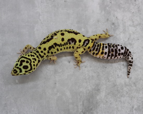 Jungle Bold Female Leopard Gecko by Wildcard Geckos