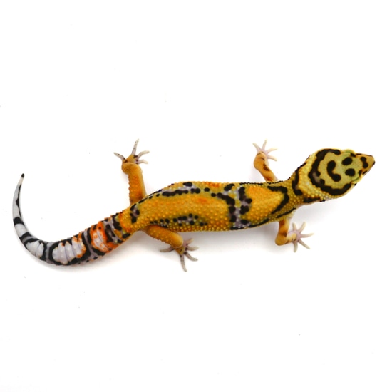 Firebold Bold FIRE SALE Leopard Gecko by Wildcard Geckos