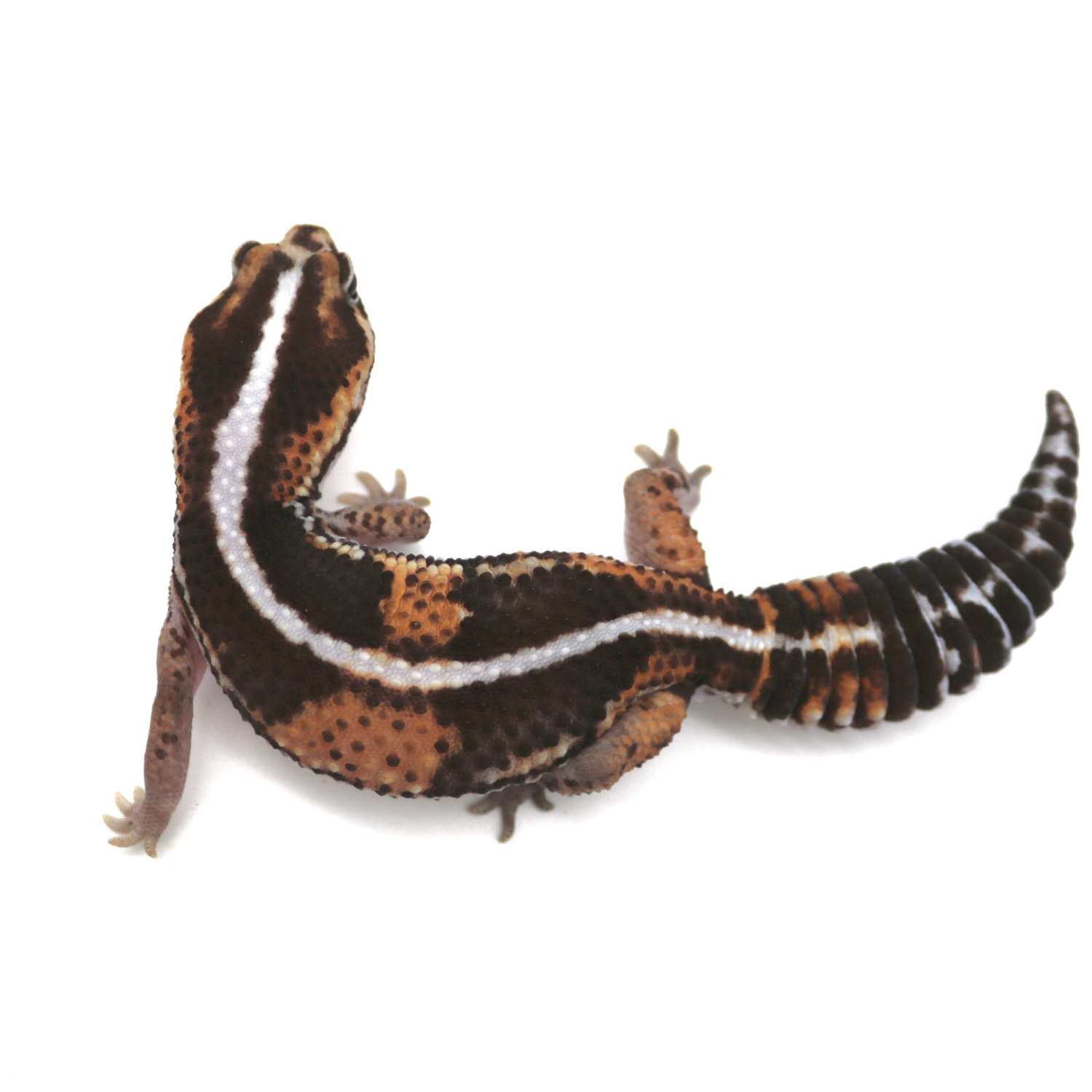 Striped Normal African Fat-Tailed Gecko by Wildcard Geckos - MorphMarket