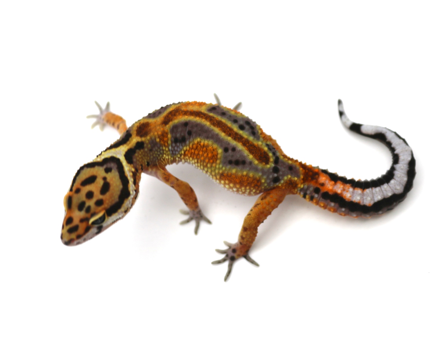 Clown Red Stripe TSM Leopard Gecko by Wildcard Geckos - MorphMarket