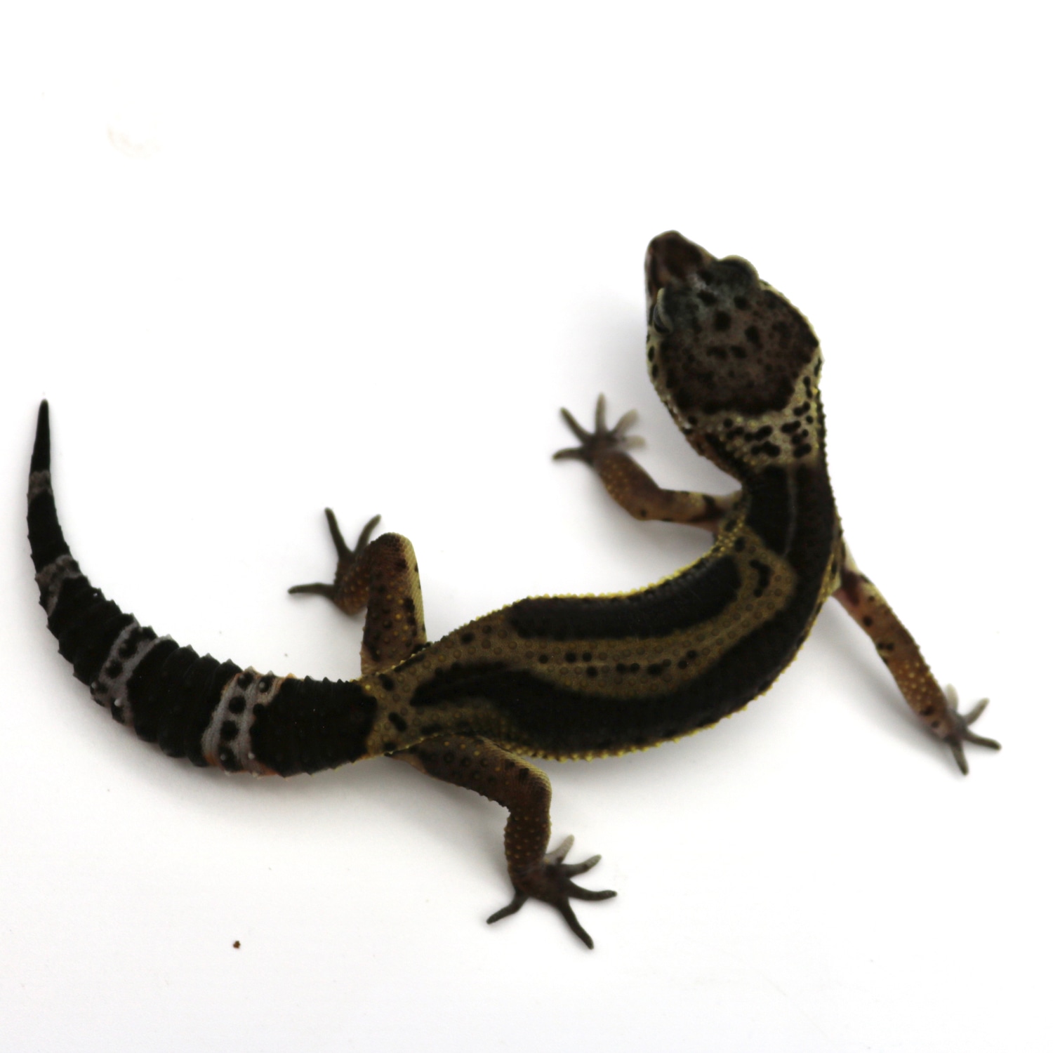 FIRE SALE Black Night X Black Night TSF Leopard Gecko by Wildcard ...
