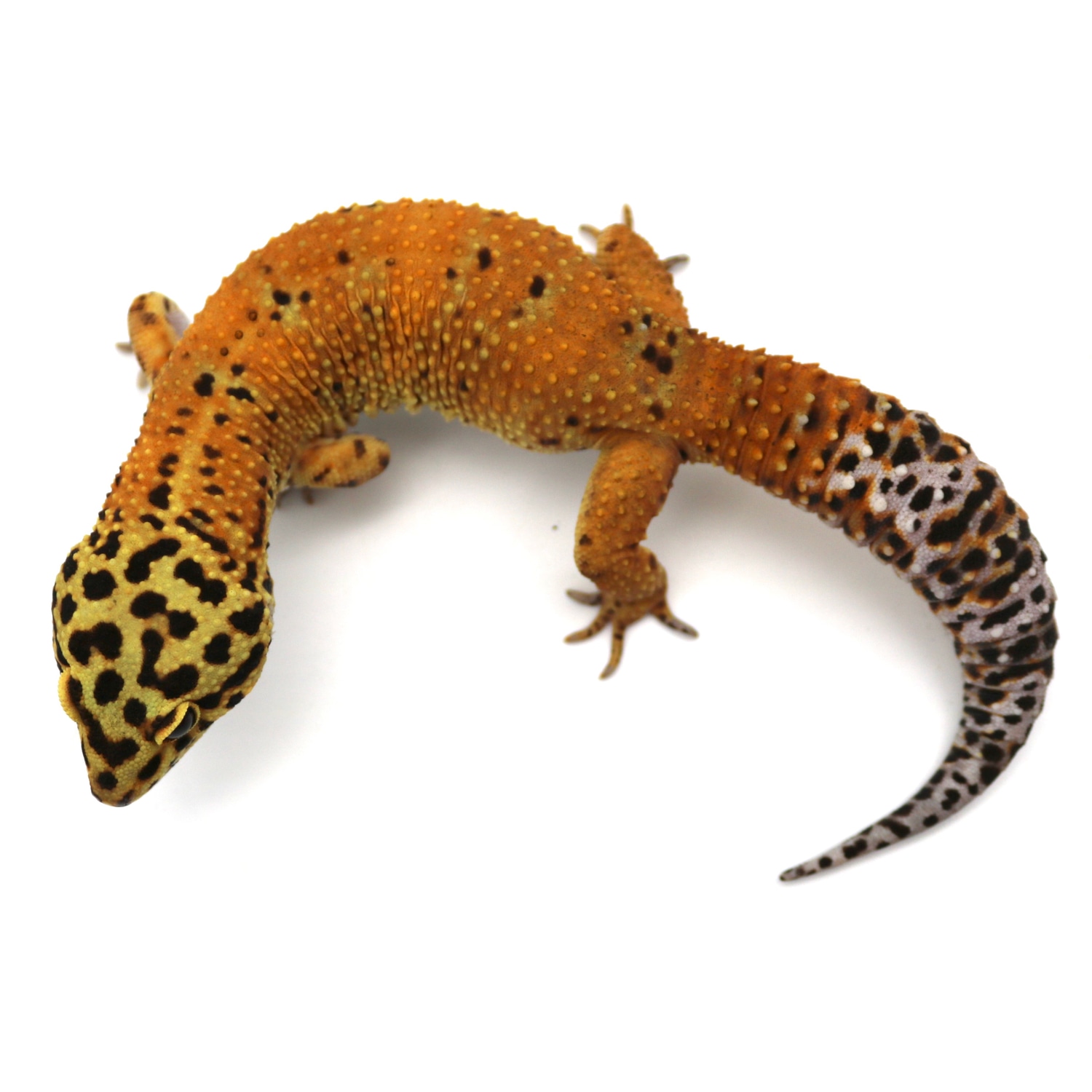 Blood Emerine Leopard Gecko by Wildcard Geckos - MorphMarket