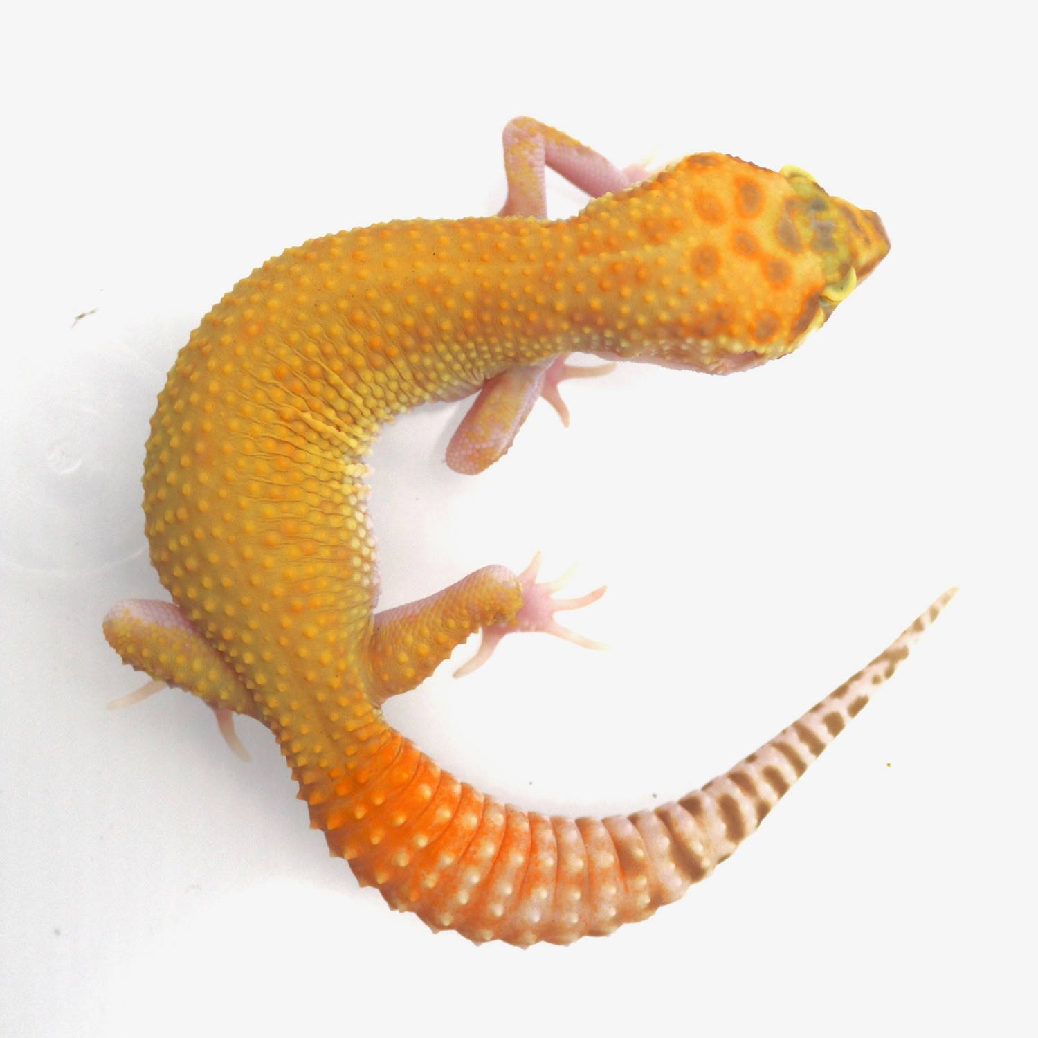 RAPTOR Giant Pos Blood Leopard Gecko by Wildcard Geckos - MorphMarket
