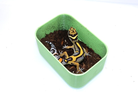 FIRE SALE Firebold Bold Tangerine Bengal Project TSM Leopard Gecko by ...