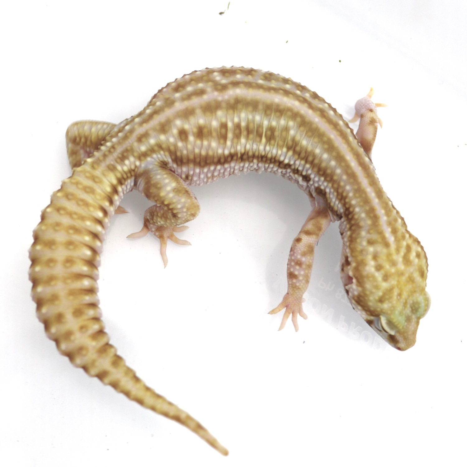 Super Radar $275 SHIPPED Leopard Gecko by Wildcard Geckos - MorphMarket